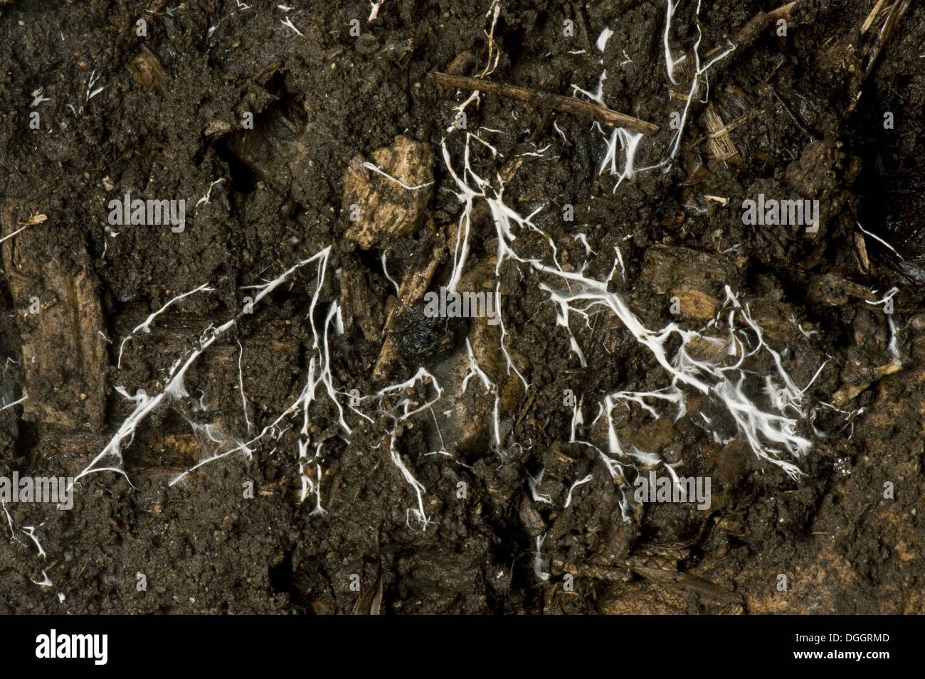 Branching threads of fungus mycelium in organic soil Stock Photo - Alamy