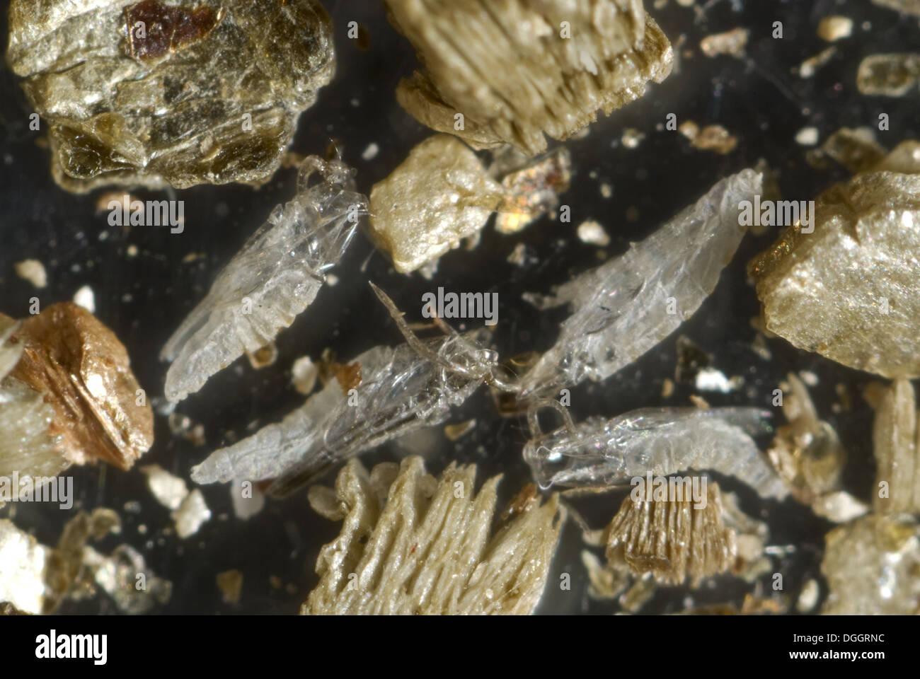 Aphid predatory midge aphidoletes aphidimyza hi-res stock photography ...