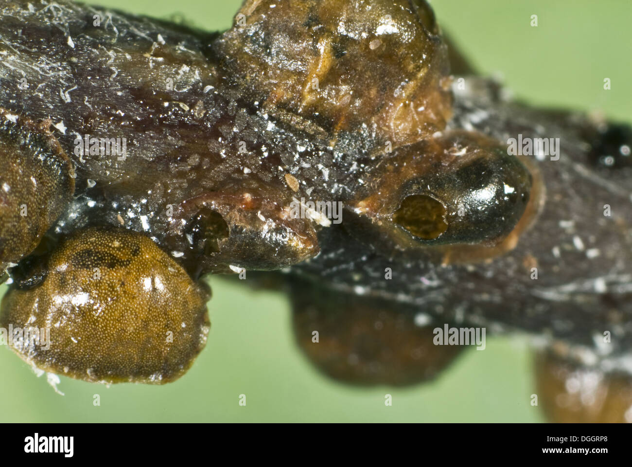 Encyrtidae hi-res stock photography and images - Alamy