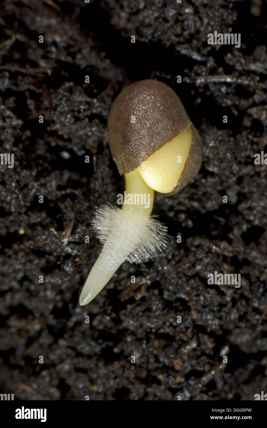 A germinating cabbage seed with root developing with root hairs on soil ...