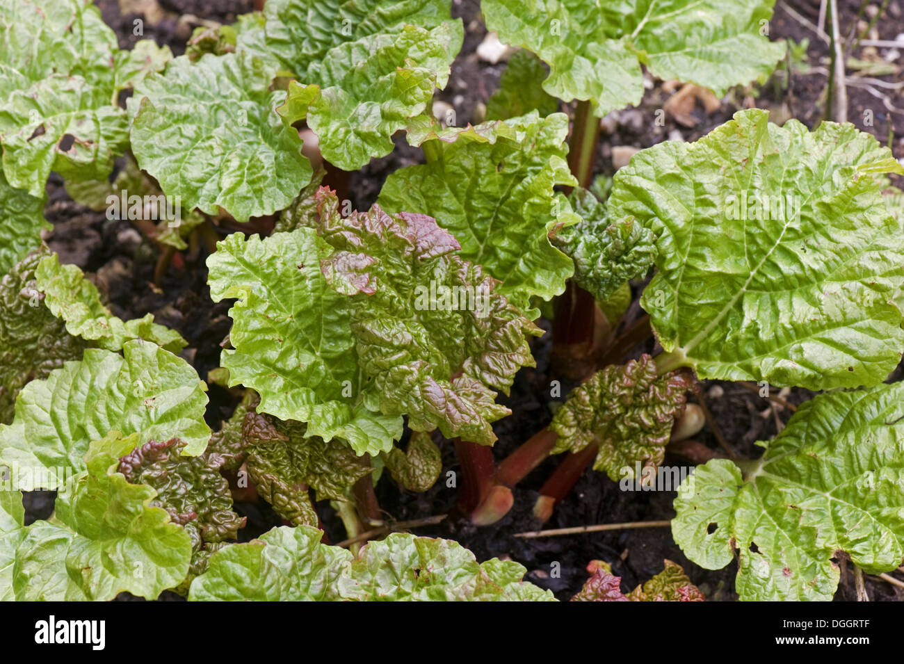 Young rhubarb shoots in late winter as plant emerges from dormancy ...