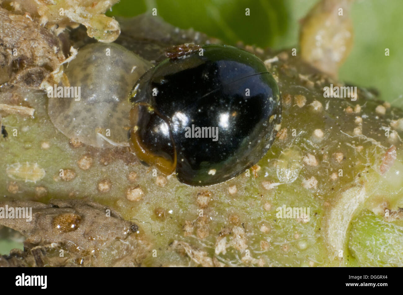 Chilocorus hi-res stock photography and images - Alamy