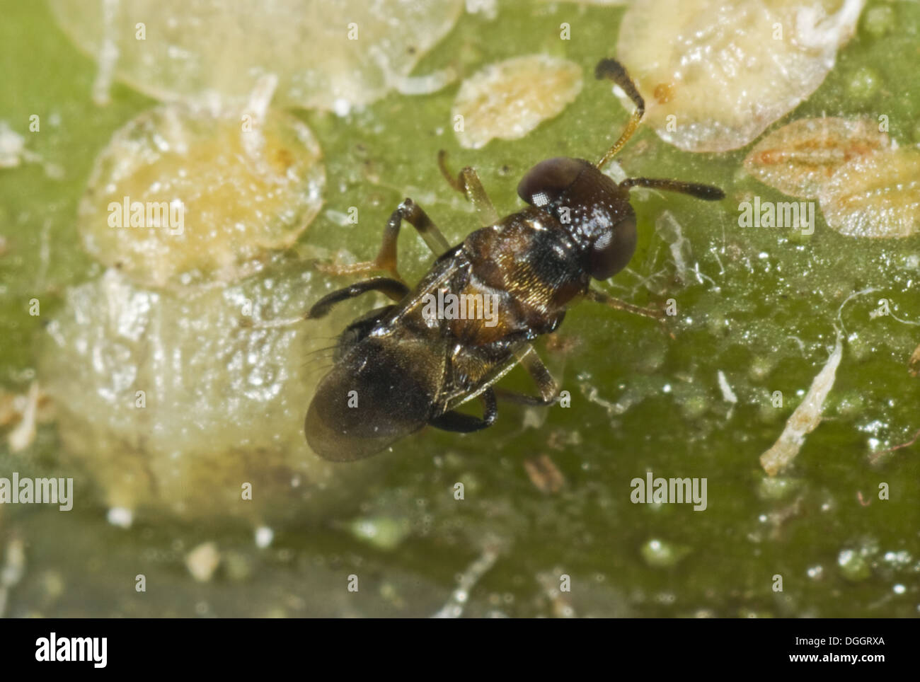 Parasitoid wasp Encyrtus infelix commercial biological control ...