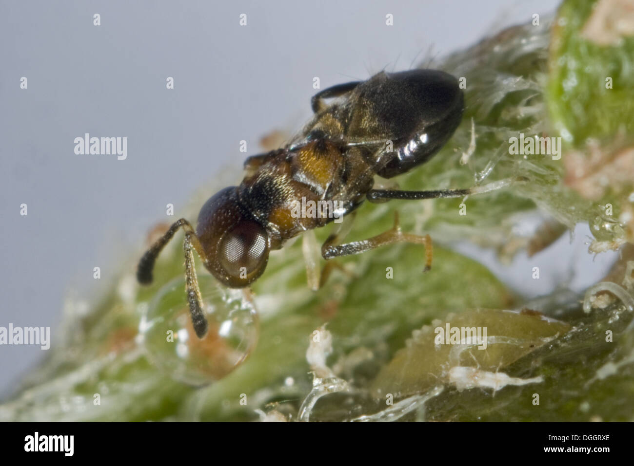 Encyrtidae hi-res stock photography and images - Alamy