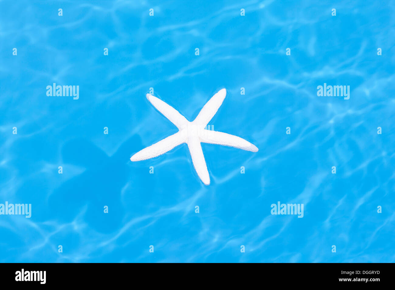 a sea star floating in a pool Stock Photo - Alamy