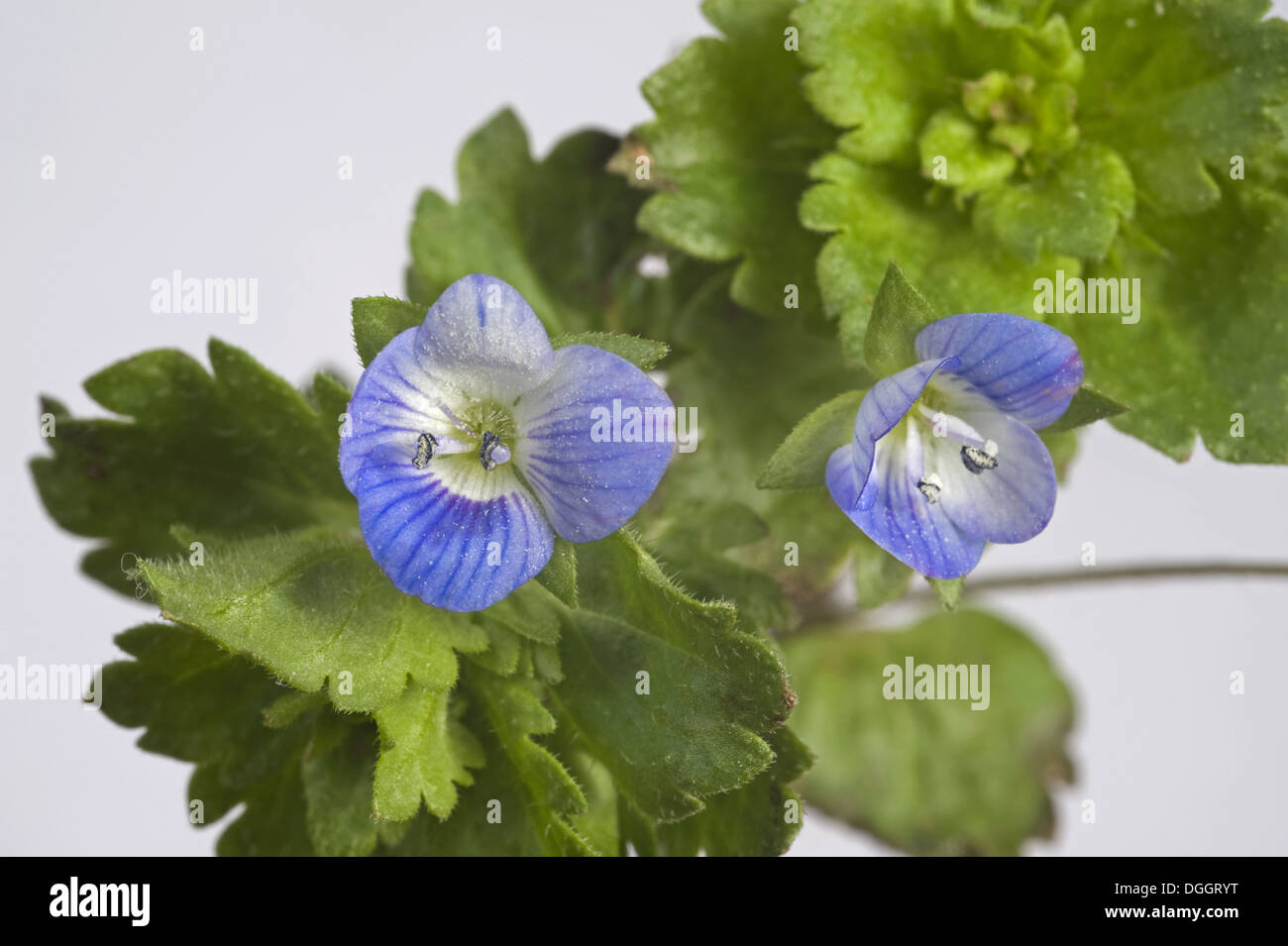 Veronica persica common speedwell hi-res stock photography and images ...