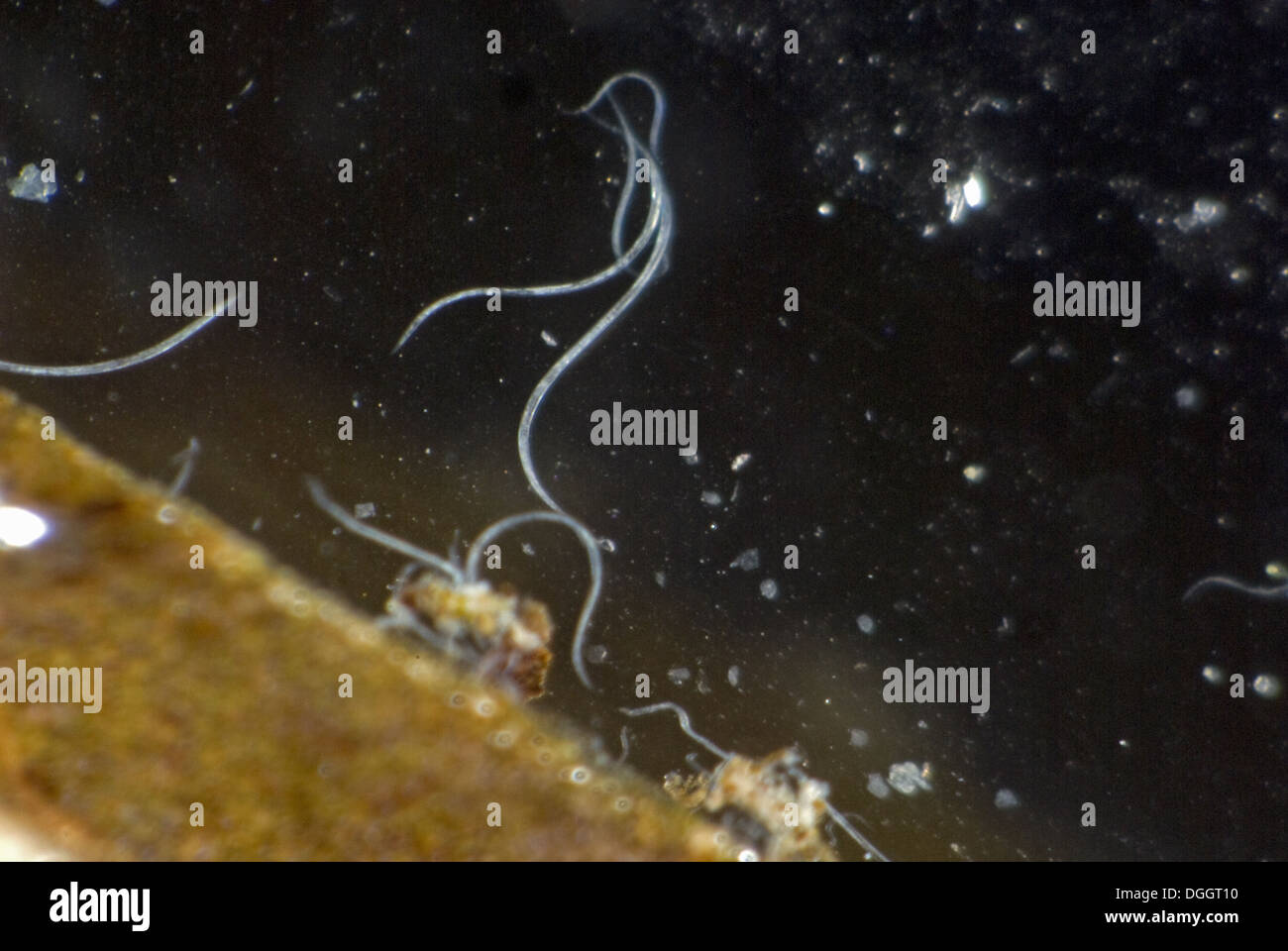 Eelworm hi-res stock photography and images - Alamy