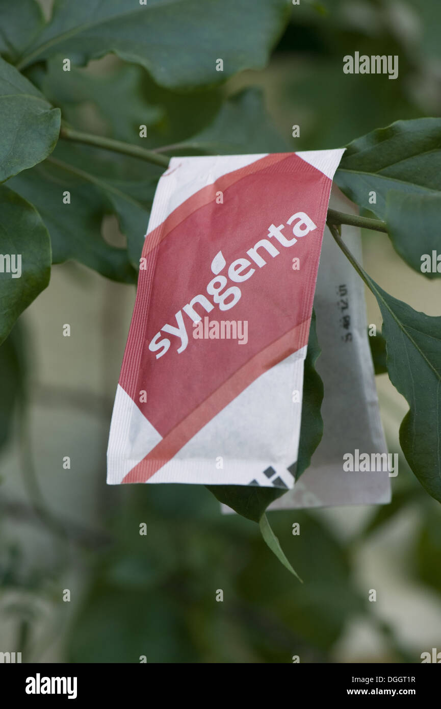 A red V shape packet of Amblyseius andersoni mite predators on ...