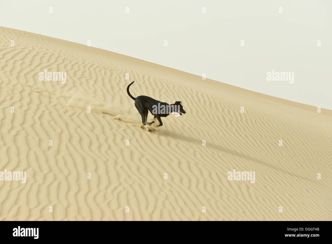 Saluki dog on the black hi-res stock photography and images - Alamy