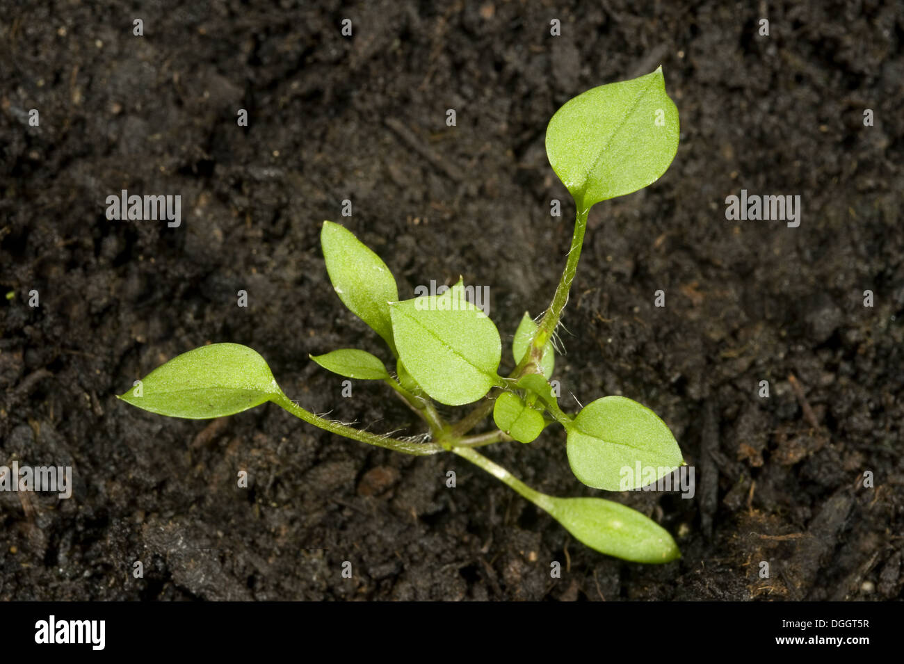 Seedling cotyledons first true leaves hi-res stock photography and ...