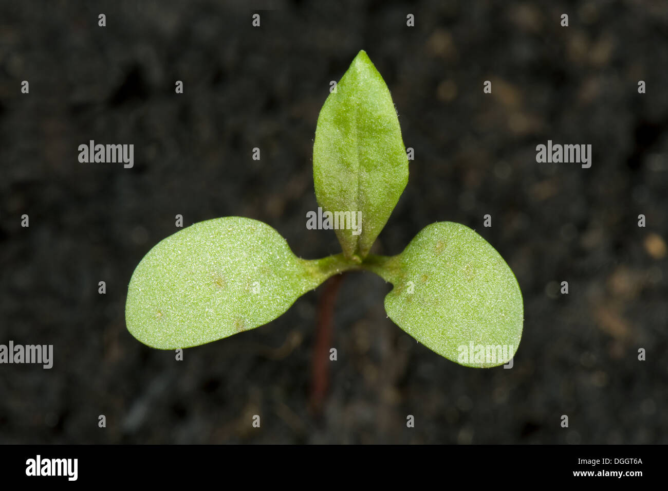 Redshank, Polygonum maculosa, seedling cotyledons with first true leaf ...