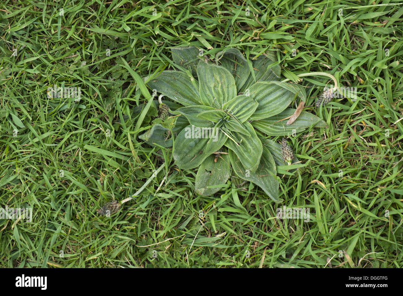 Hoary plantain, Plantago media, a weed in lawn grass Stock Photo - Alamy