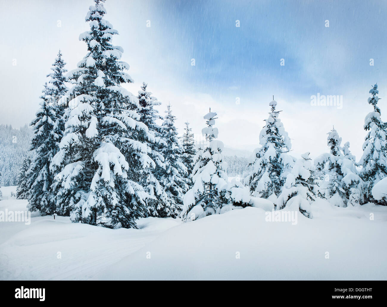 Trees in snow Stock Photo - Alamy