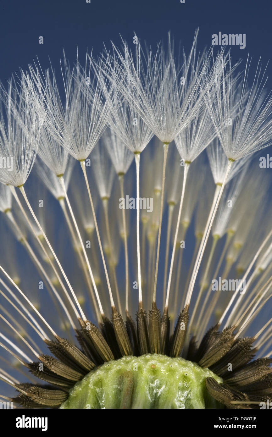 Parachutes or pappus of a dandelion, Taraxacum officinale, seedhead ...