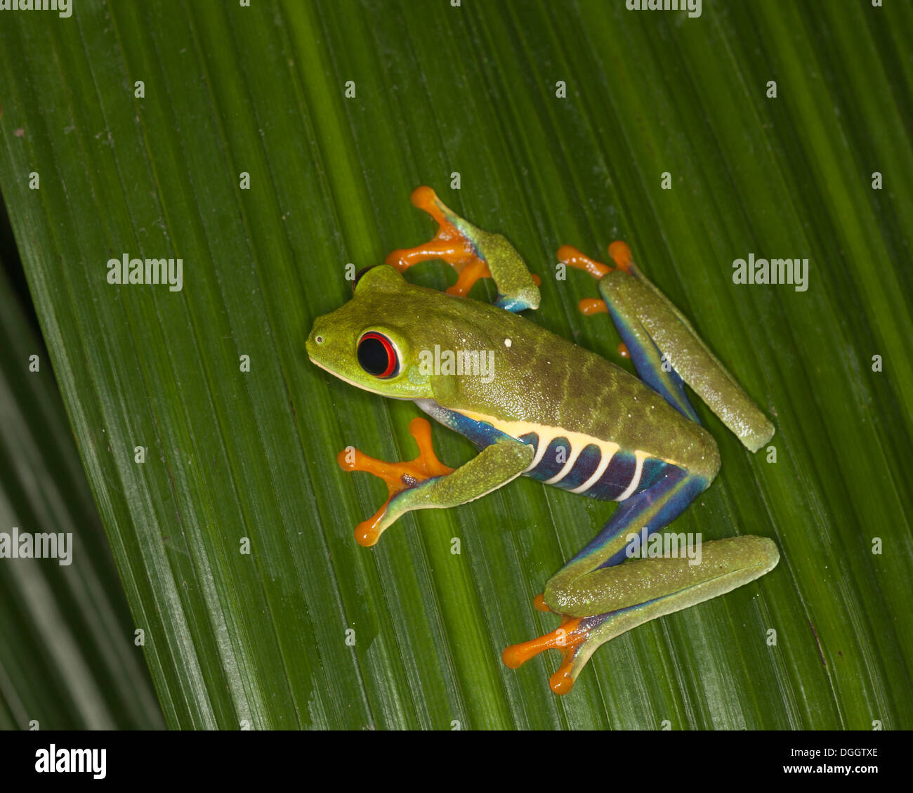 Red-eyed Tree frog (Agalychnis callidryas) on palm leaf in a ranarium ...