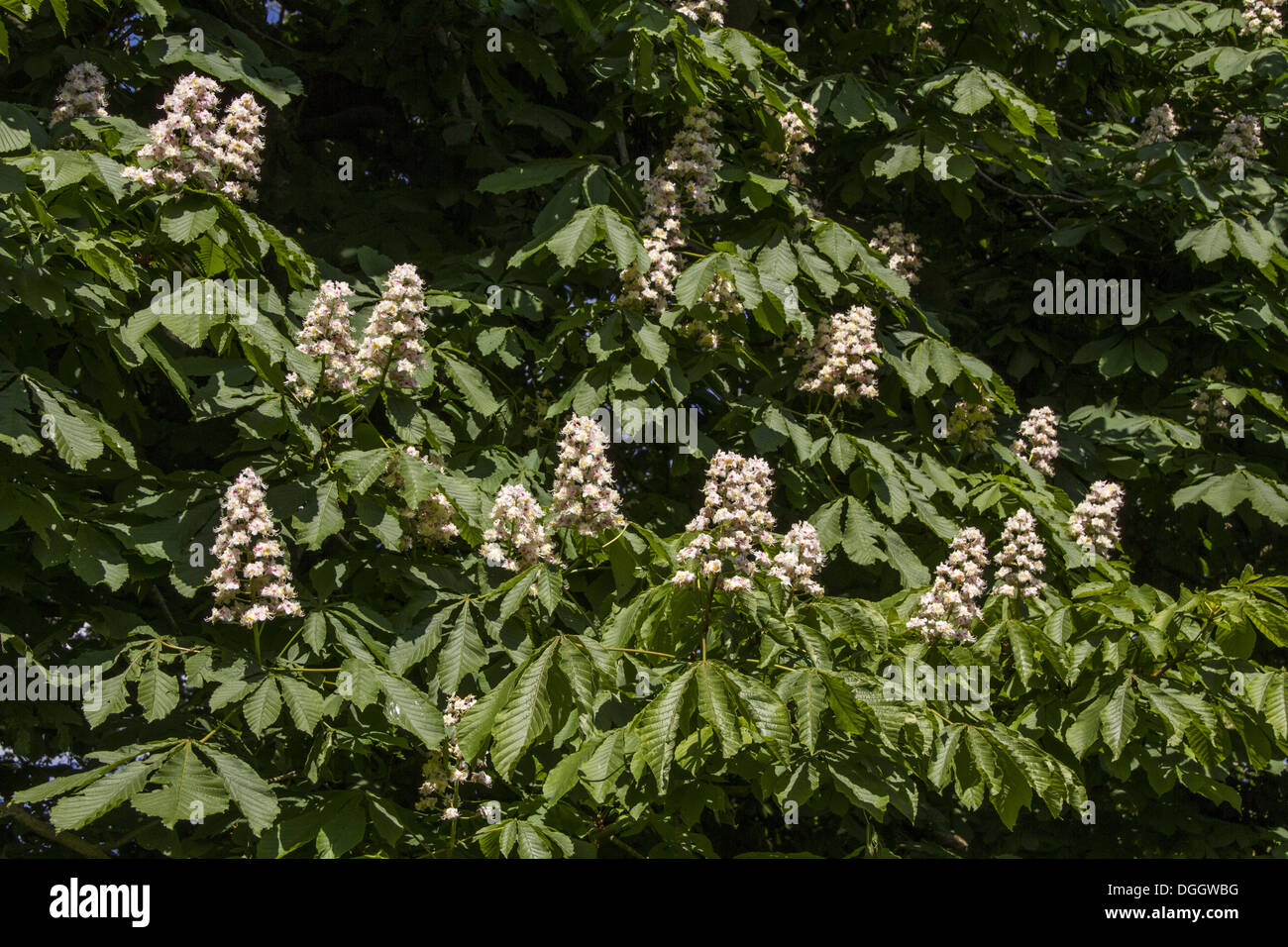 Common Horse Chestnut tree in flower - spring Stock Photo - Alamy