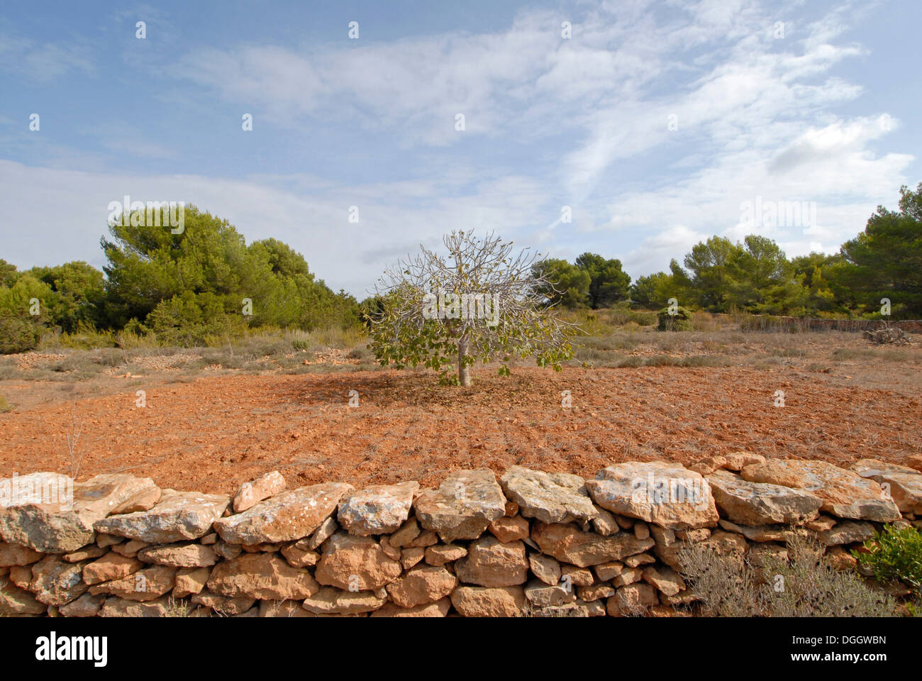 Fig tree formentera balearic islands hi-res stock photography and ...