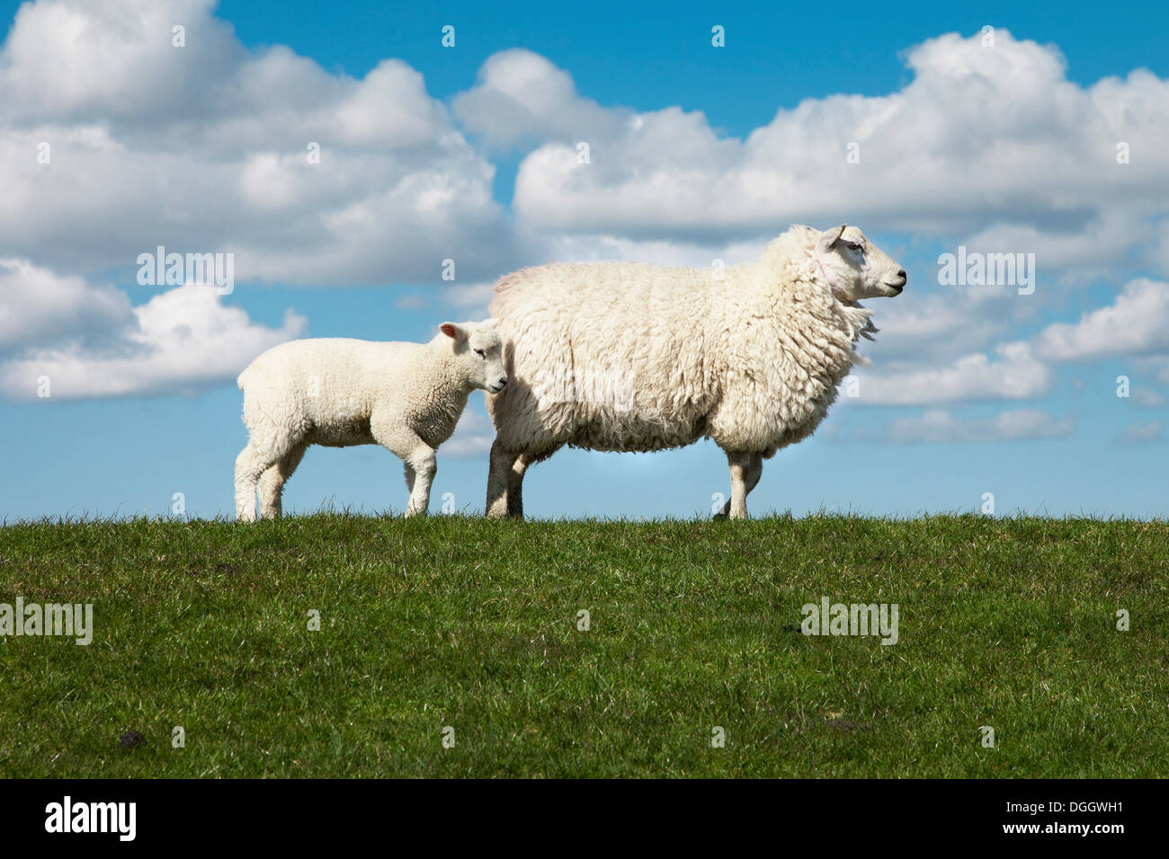 Two sheep hi-res stock photography and images - Alamy