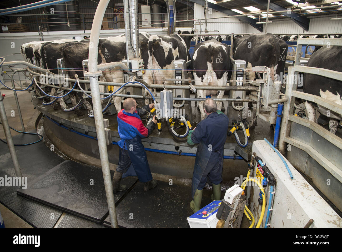 Dairy farming farmers washing udders and putting milk clusters on ...