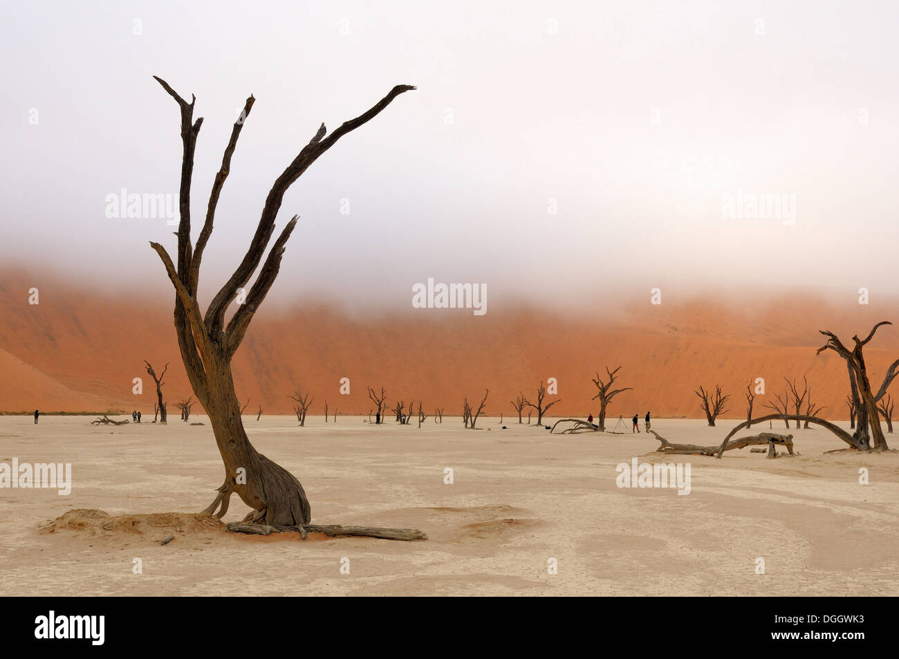 Tree skeleton at Deadvlei near Sossusvlei, Namibia Stock Photo - Alamy