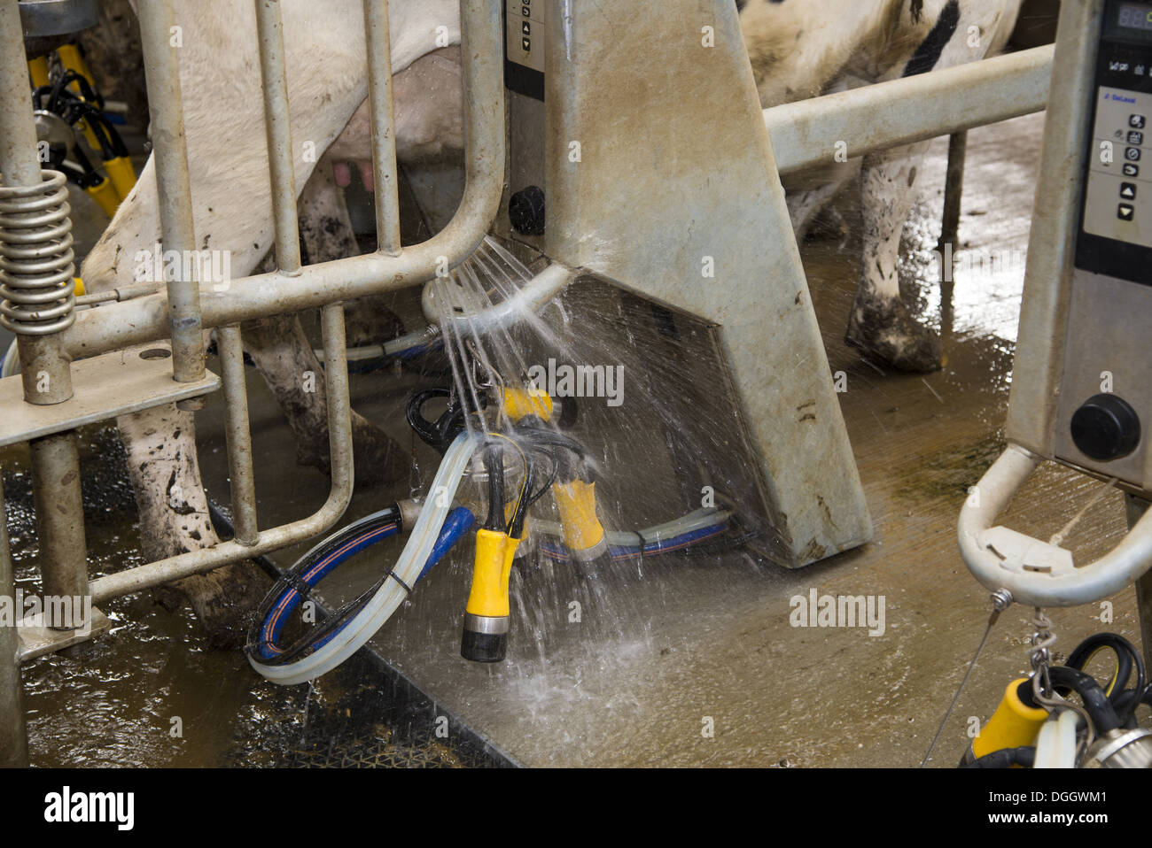 Water cows wash cattle hi-res stock photography and images - Alamy