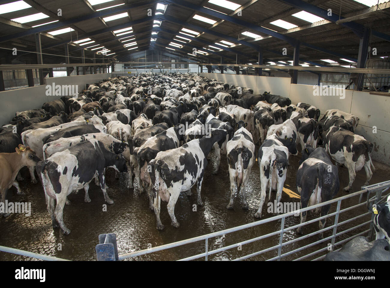 Dairy farming Holstein cows in collecting yard before milking in Stock ...
