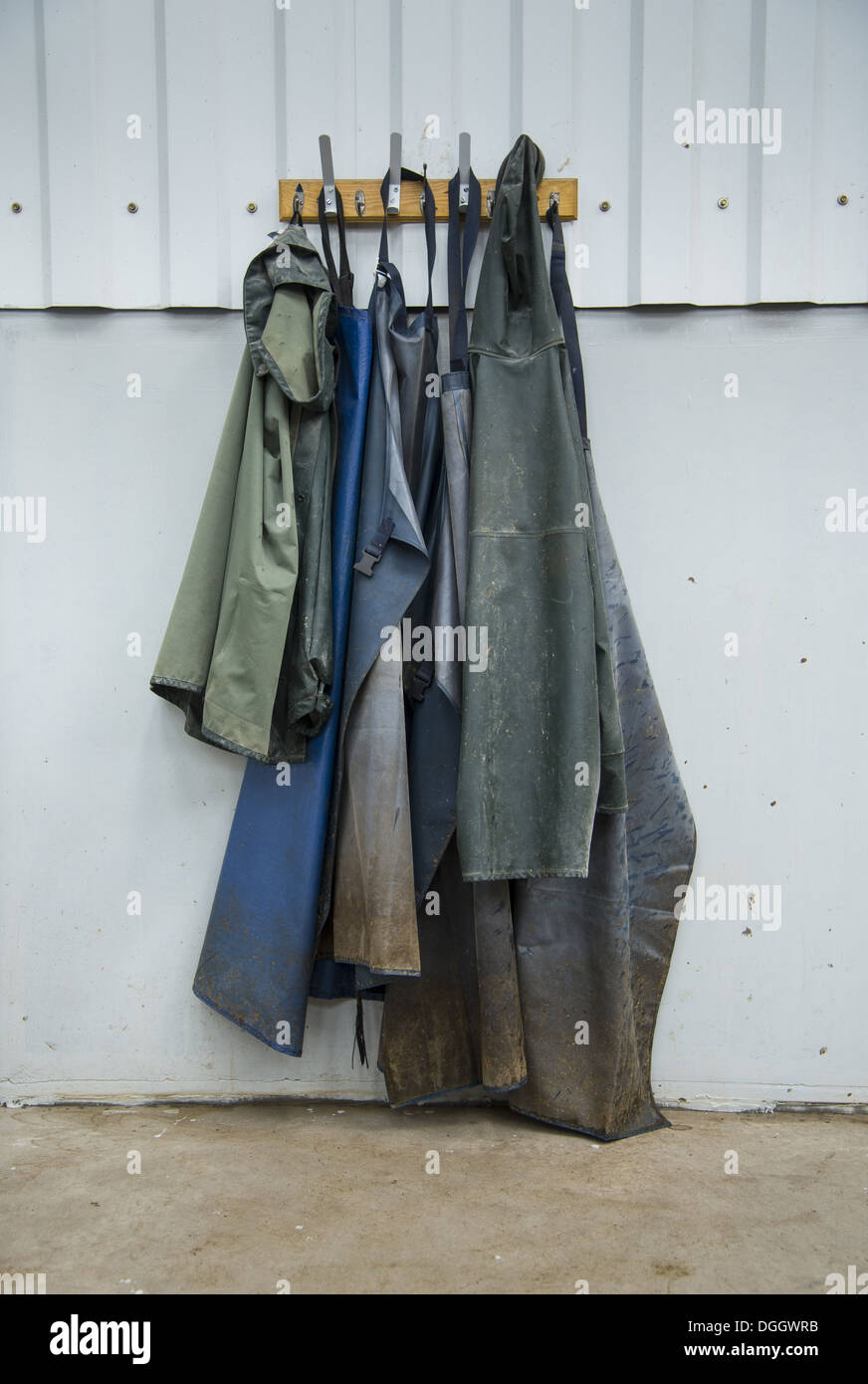 Dairy farming, waterproof clothing used on dairy farm, Lancashire ...