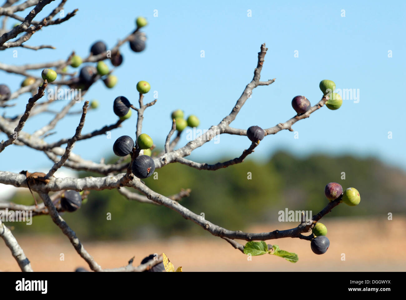 Tree detail, Formentera Stock Photo - Alamy