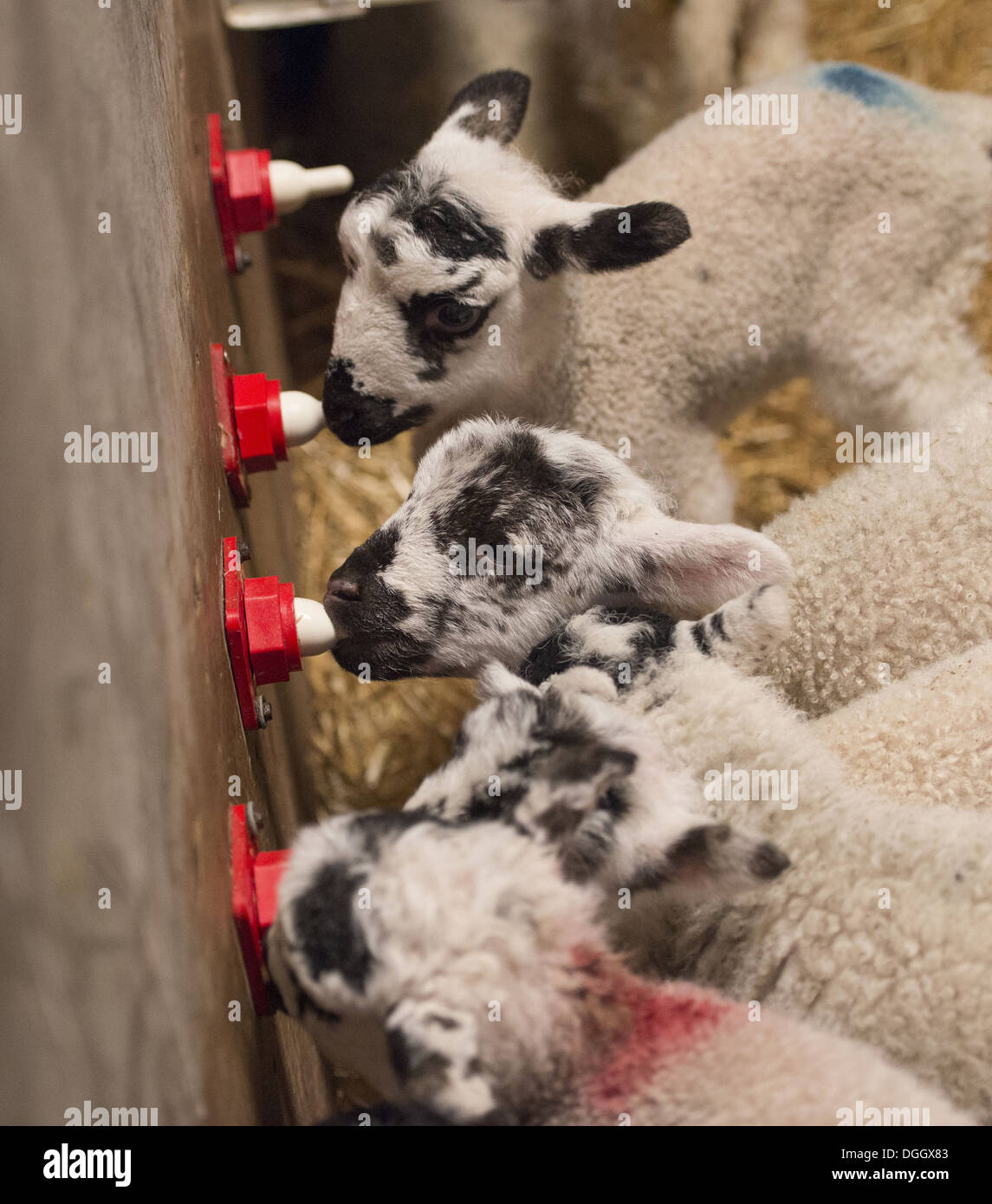 Sheep farming, orphan mule lambs feeding on milk from automatic drinker ...