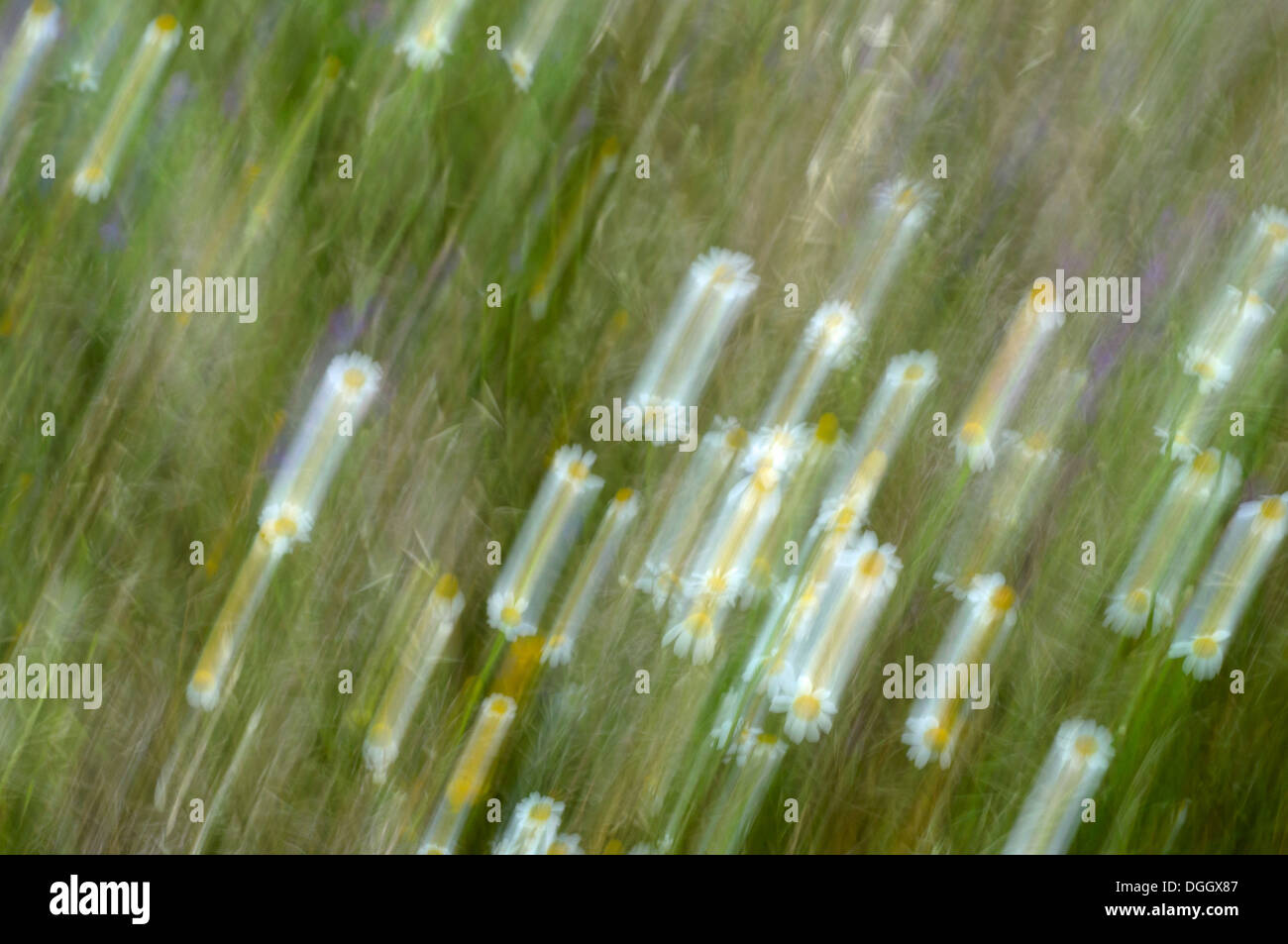 A slow shutter speed and some camera movement captures these ...