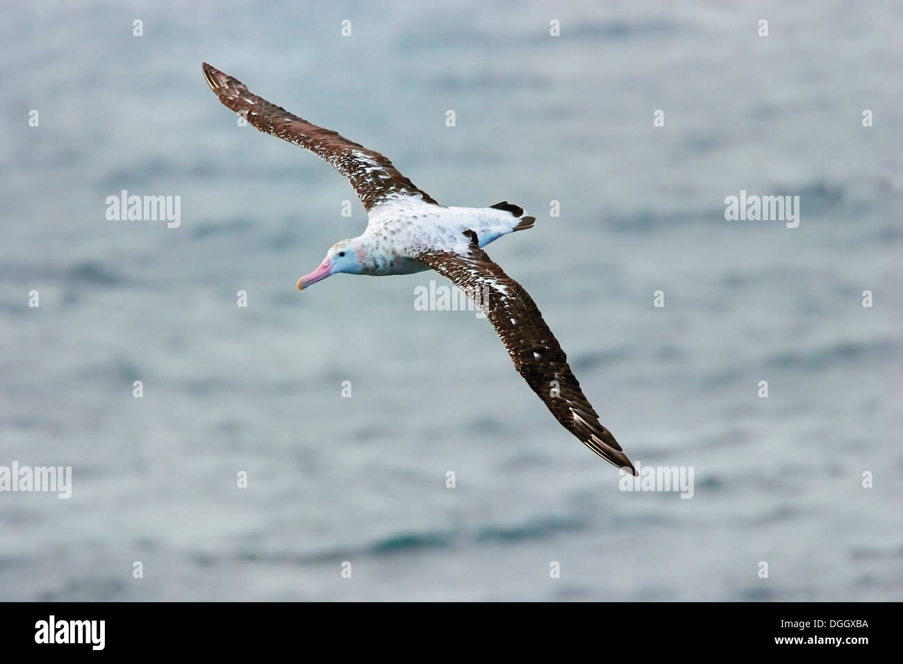 Flying adult wandering albatross hi-res stock photography and images ...