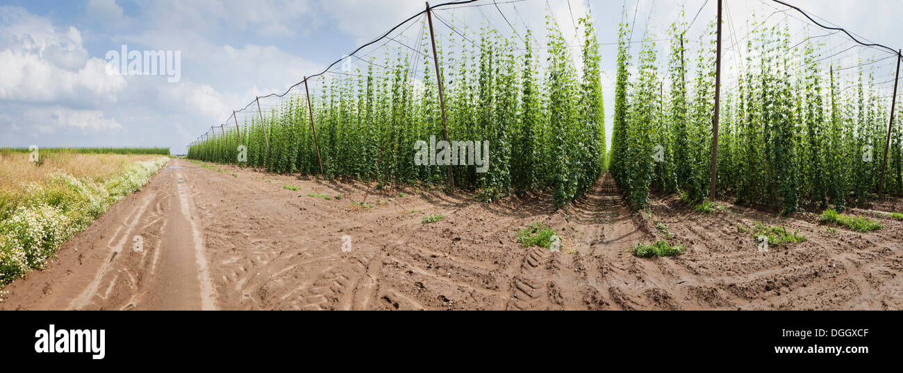 Cultivated hop plants Stock Photo - Alamy
