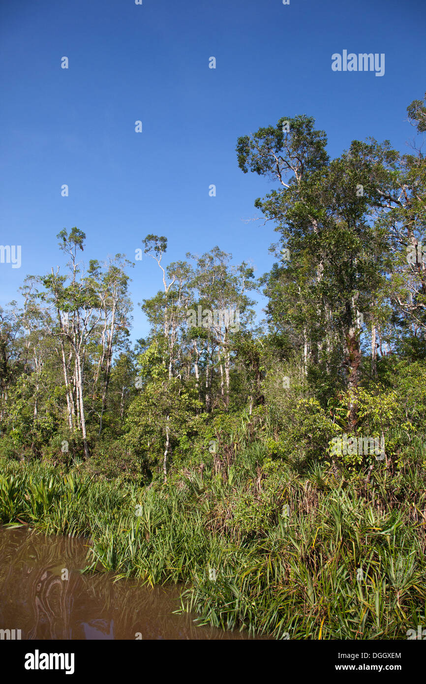 Logged forest indonesia hi-res stock photography and images - Alamy
