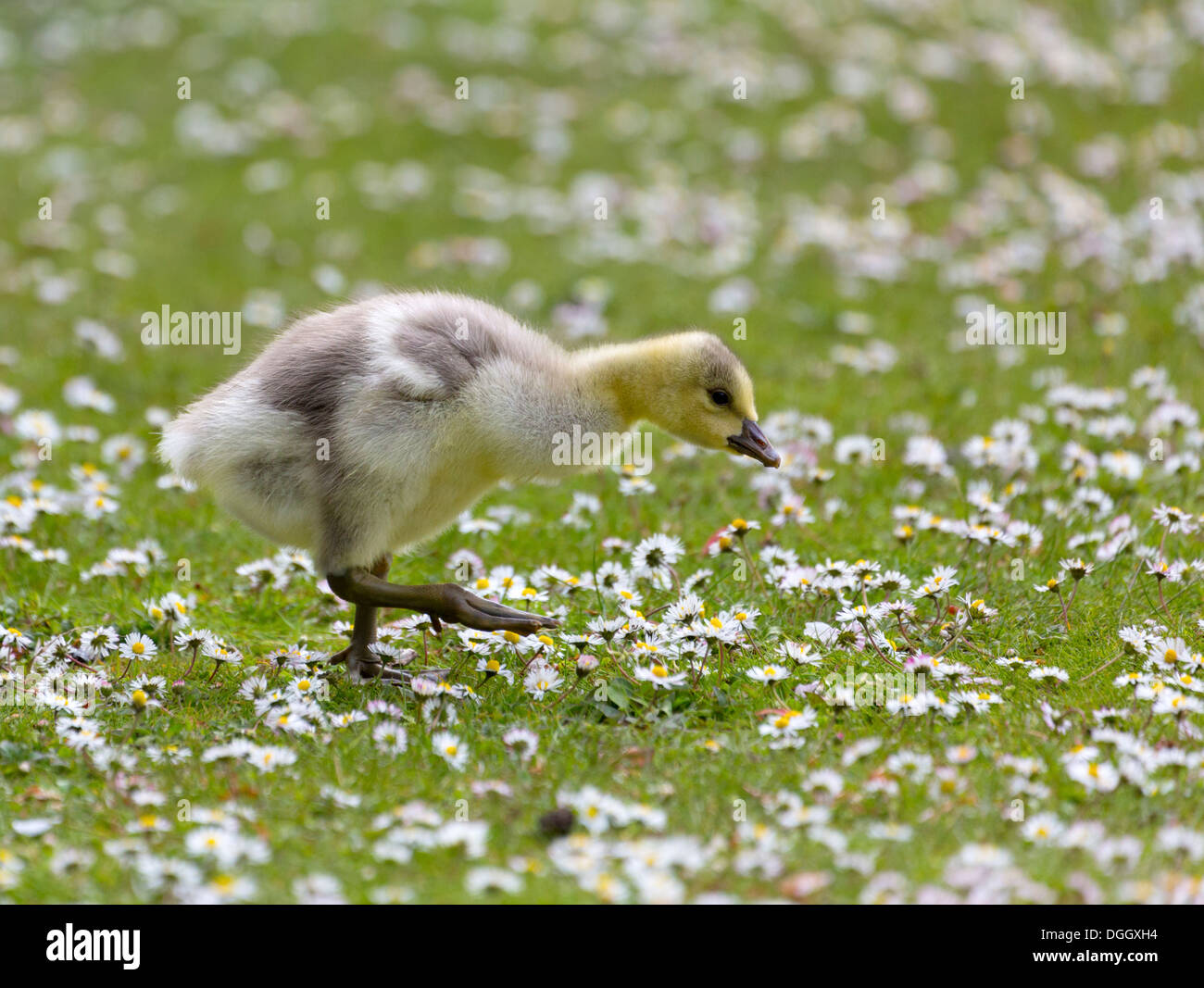 Young Bar-headed Goose gosling walking on lawn covered with daisy ...