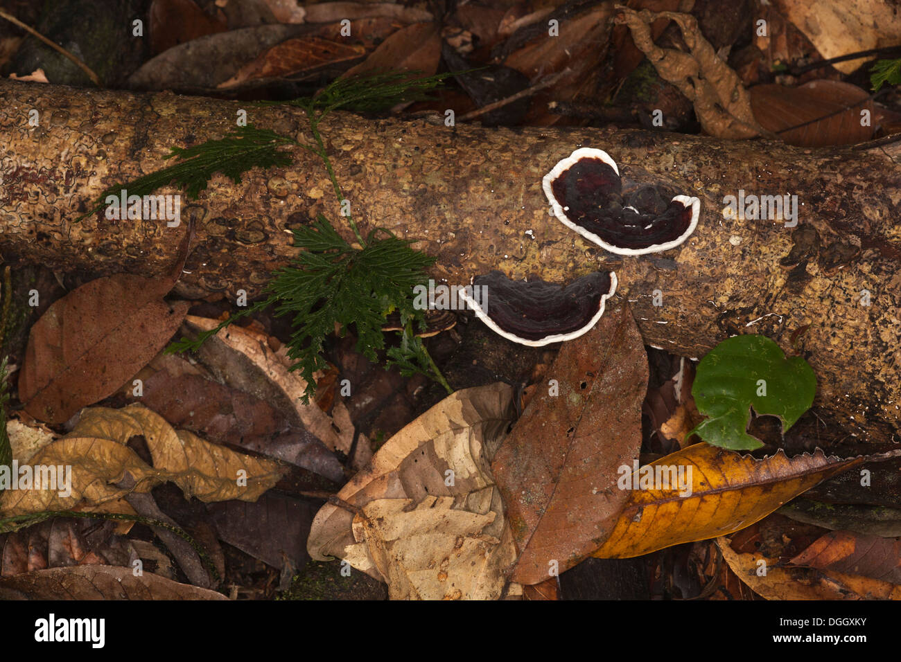 Forest floor ecosystem with bracket fungus growing on a dead tree in an ...