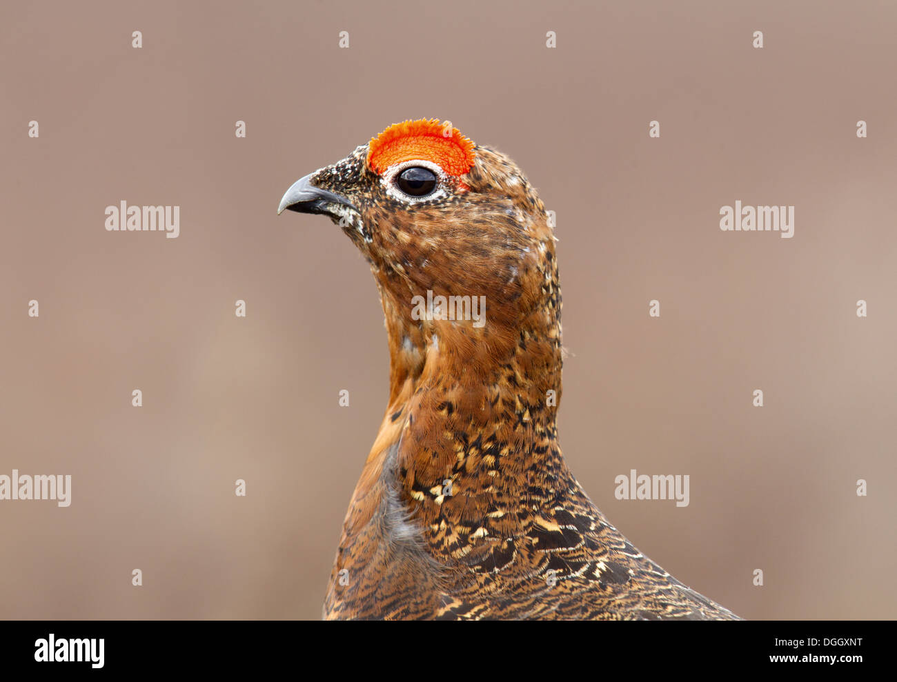 Red Grouse (Lagopus lagopus scoticus) adult male close-up of head and ...