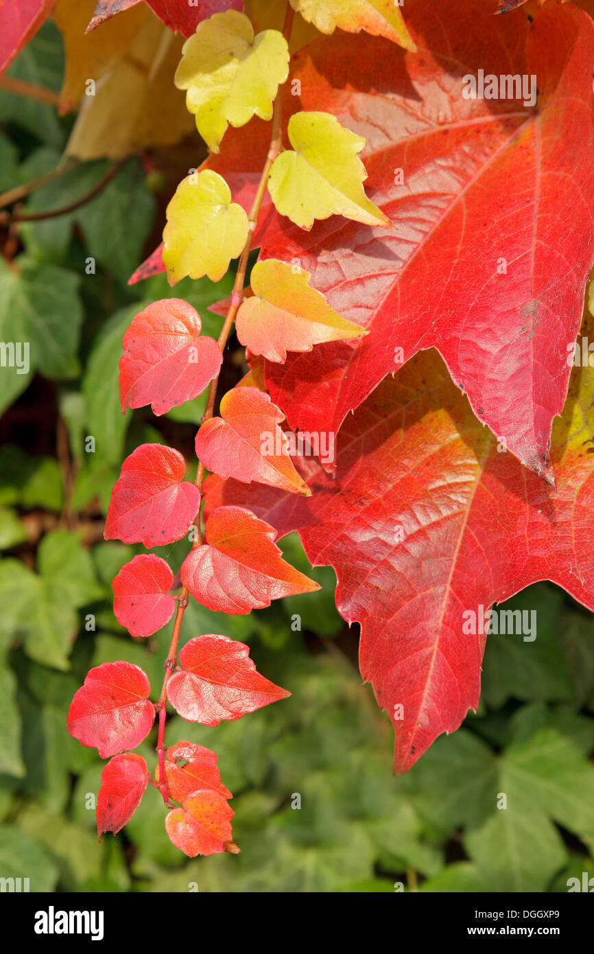 Grape ivy (Parthenocissus tricuspidata) and ivy Stock Photo - Alamy