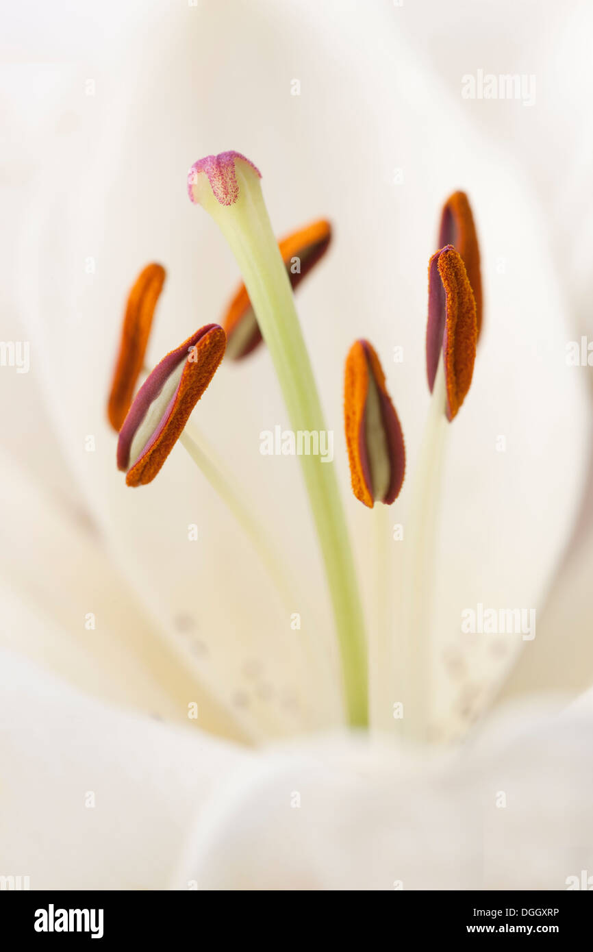 White lily stamens pollen hi-res stock photography and images - Alamy