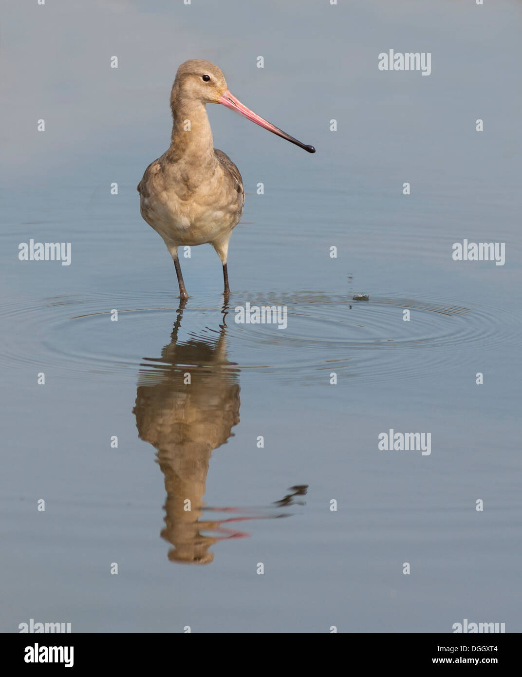 Black-tailed godwit with mud on the end of it's beak stood in water ...