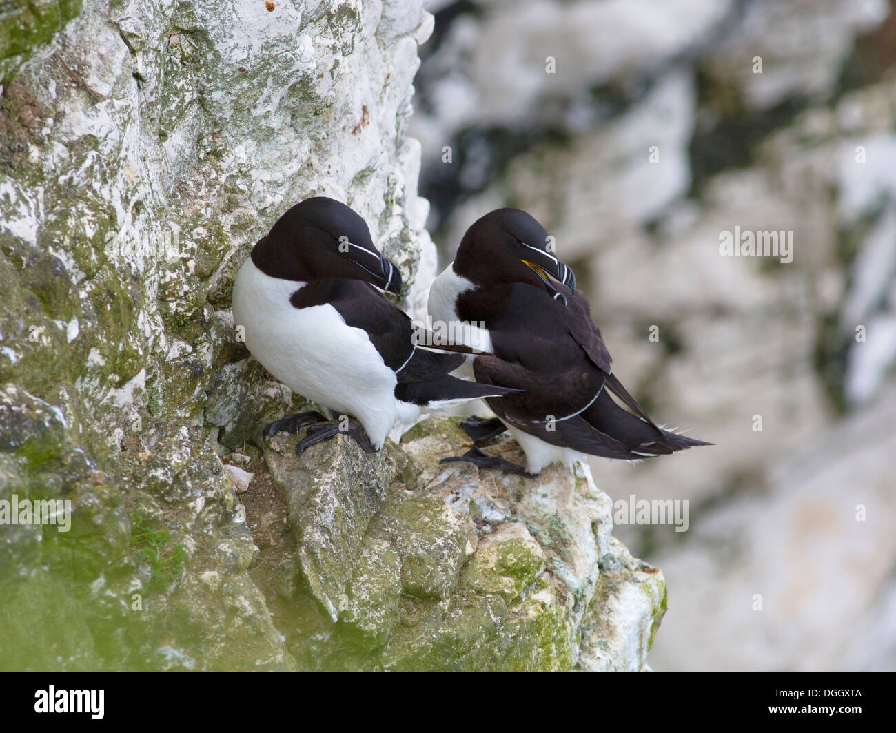 Razorbill bird birds seabird hi-res stock photography and images - Alamy