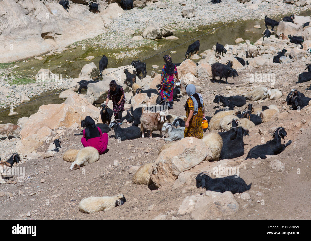 Goat iran middle east hi-res stock photography and images - Alamy