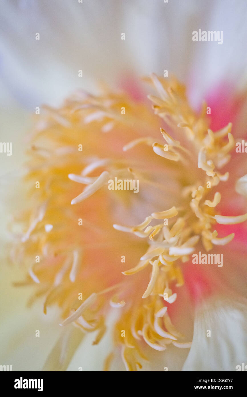 Stamen flower hi-res stock photography and images - Alamy