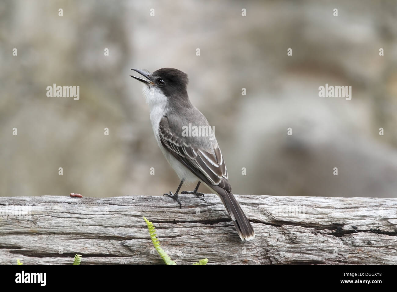Loggerhead Kingbird (Tyrannus caudifasciatus) adult, calling, perched ...