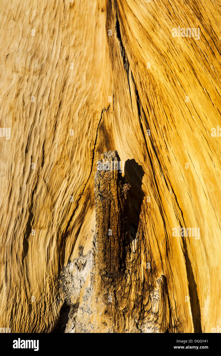 Bristlecone Pine wood grain Stock Photo - Alamy