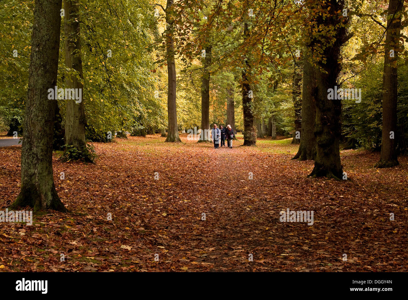 People walking along a path covered with Autumn leaves inside ...