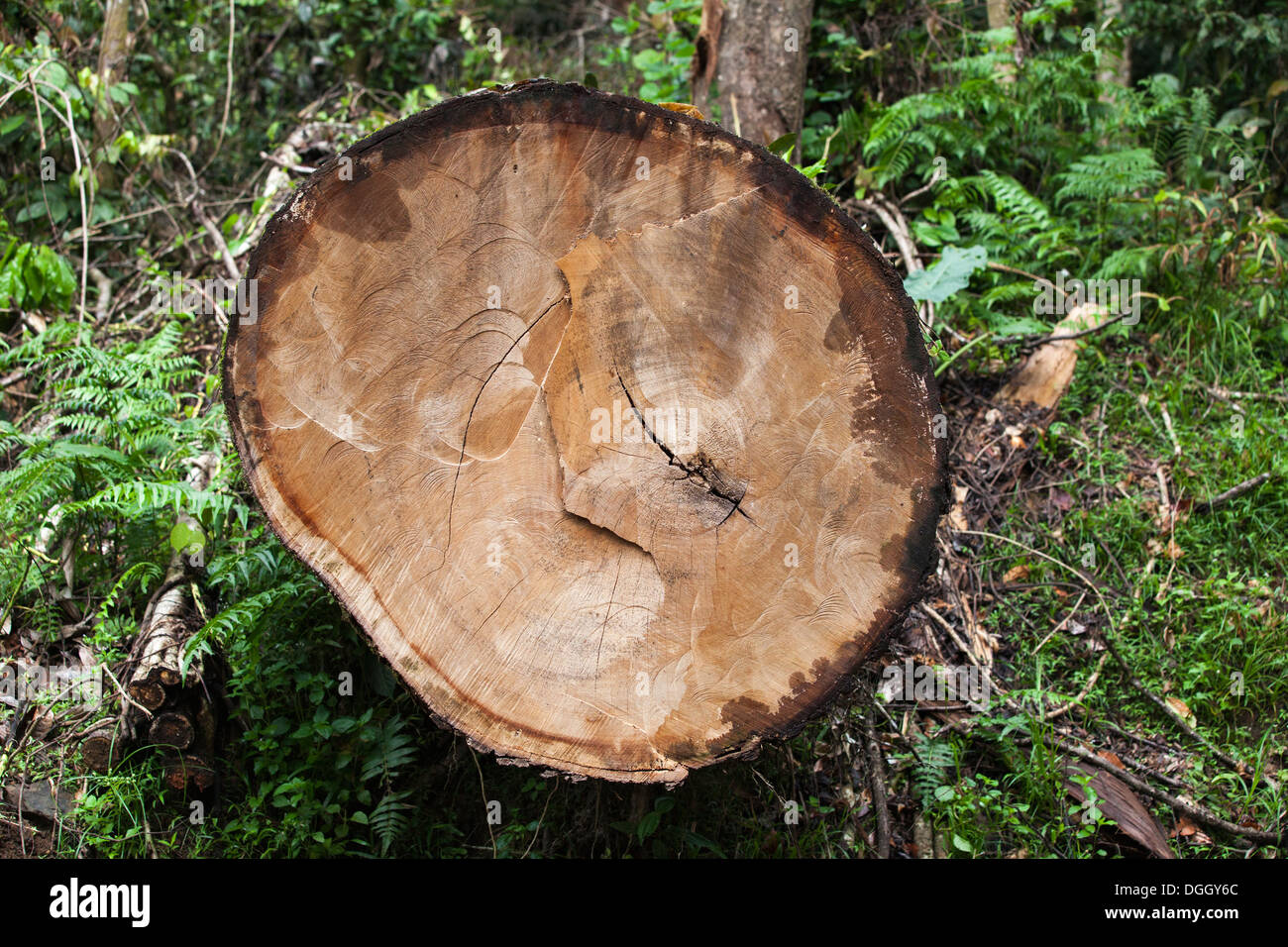 Tree Cut Down Rainforest High Resolution Stock Photography and Images ...