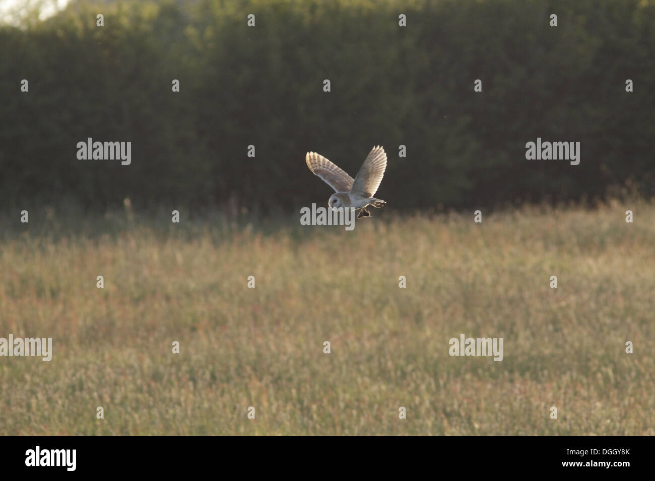 Barn Owl (Tyto alba) adult in flight with vole prey in talons hunting ...