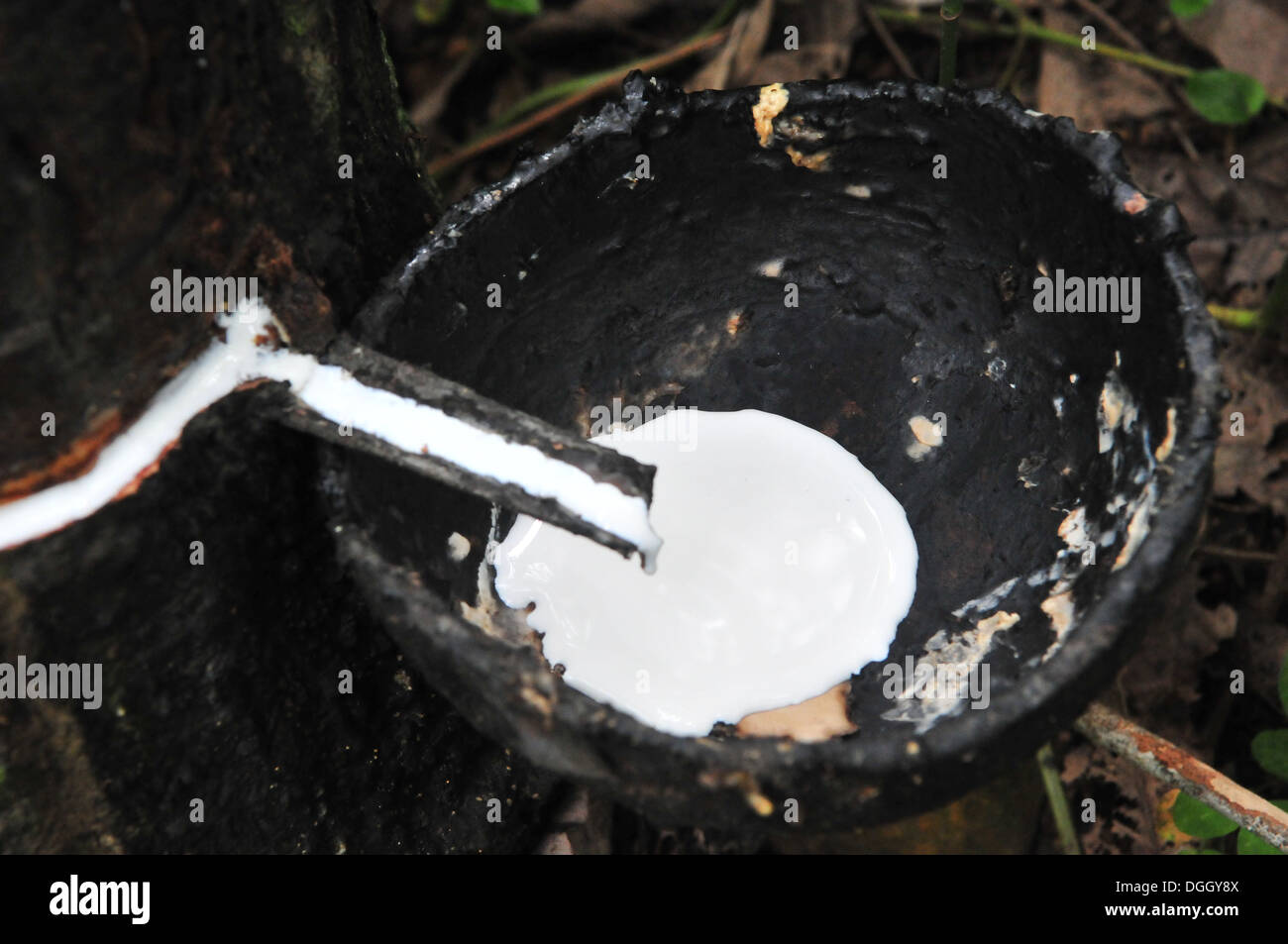 Coagulation of rubber latex hi-res stock photography and images - Alamy