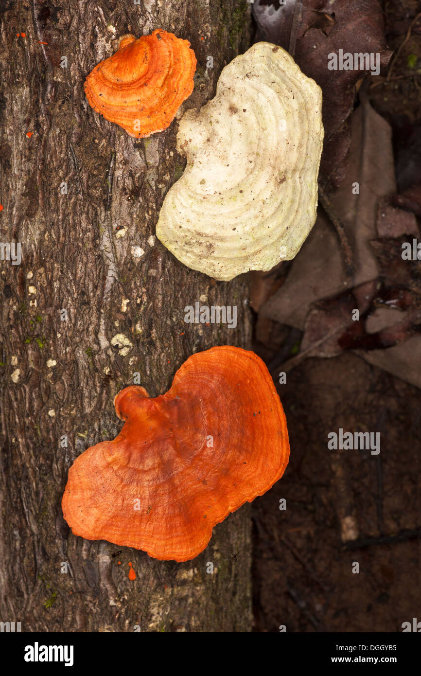 Bracket fungus growing on tree trunk in undisturbed lowland tropical ...