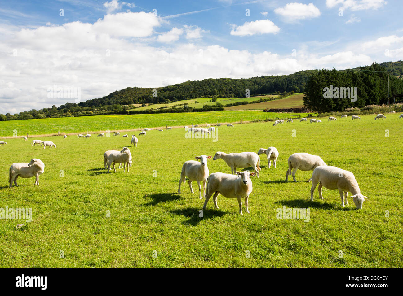 Sheep beneath Bredon Hill near Great comberton in the Vale of Evesham ...